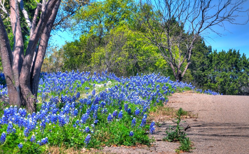 Photograph , Print, Texas Bluebonnets #3 - Etsy