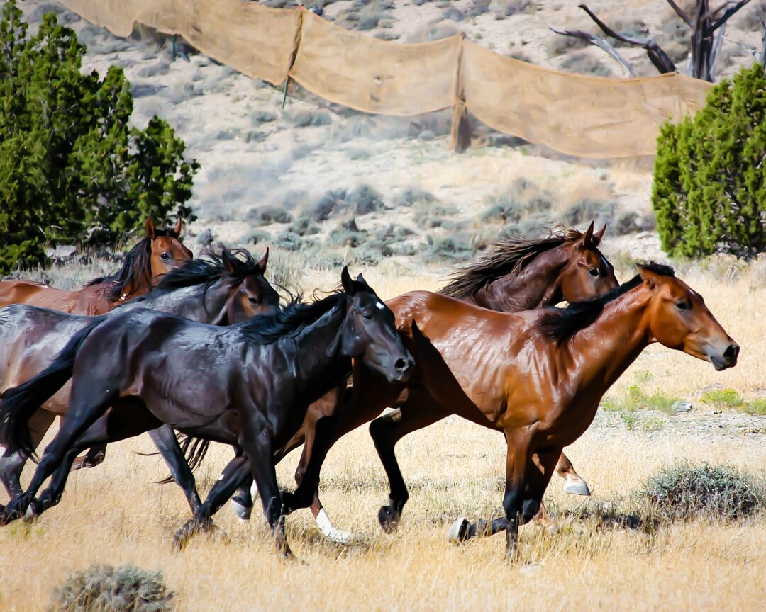 Photograph , Print, Texas Horse Ranch, Group Running in the Field 304 ...