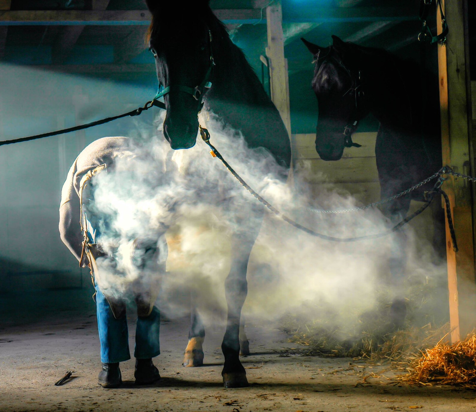 Photograph , Print, Texas Horse Ranch,horse Being Shoed on a Cold ...