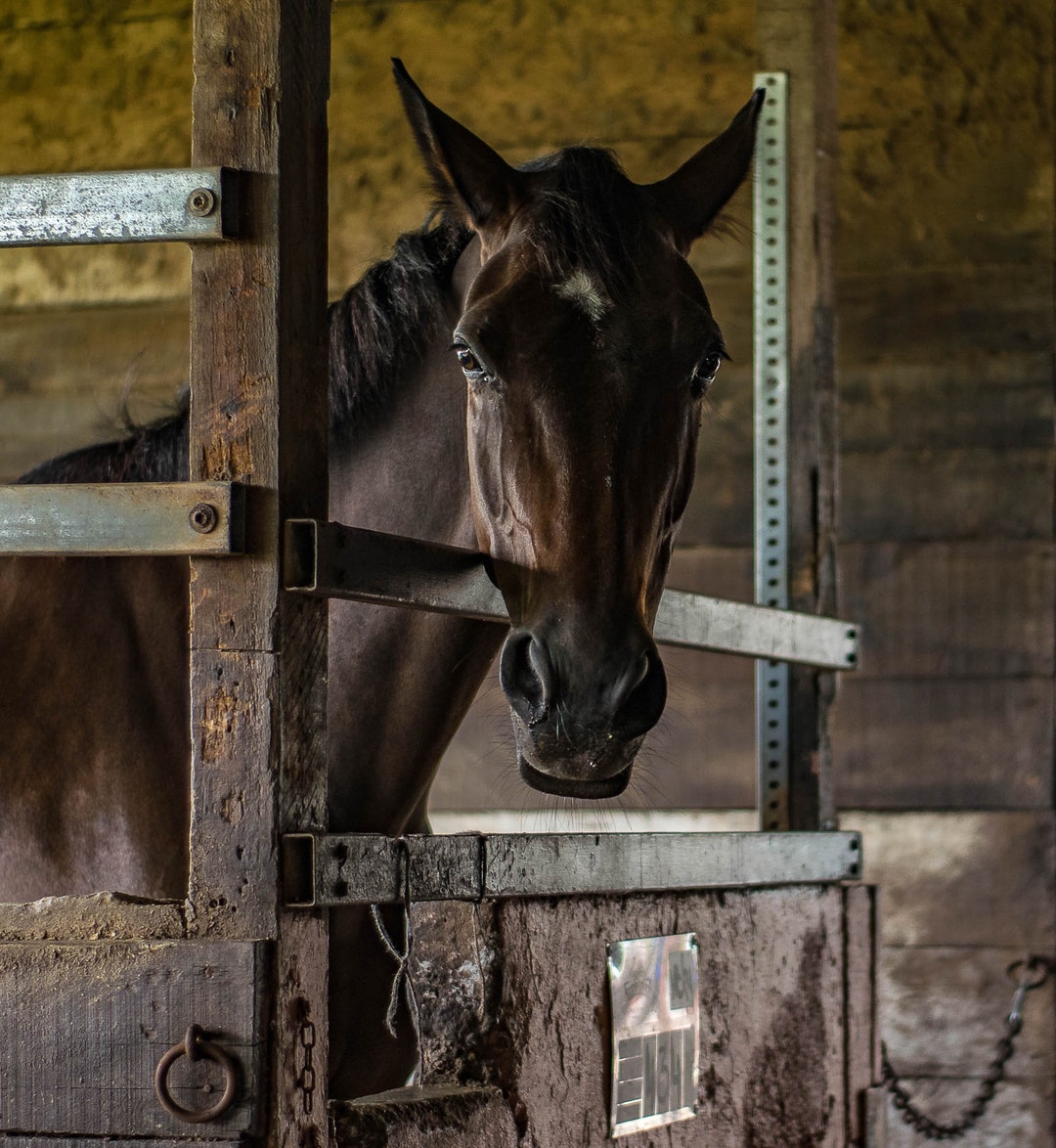 Photograph , Print, Texas Horse Ranch, Black Stallion in the Stall ...