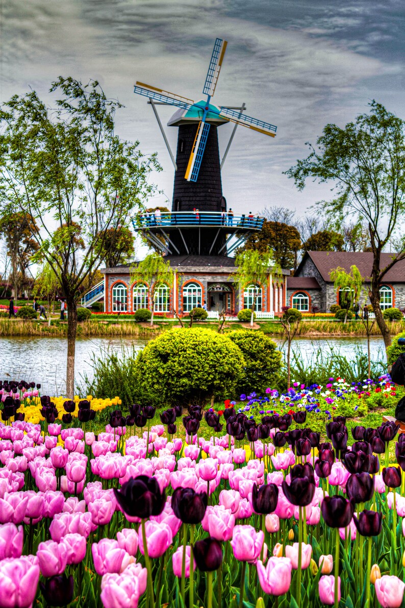 Photograph , Print, Dutch Tulip Field With Windmill #77-3 - Etsy