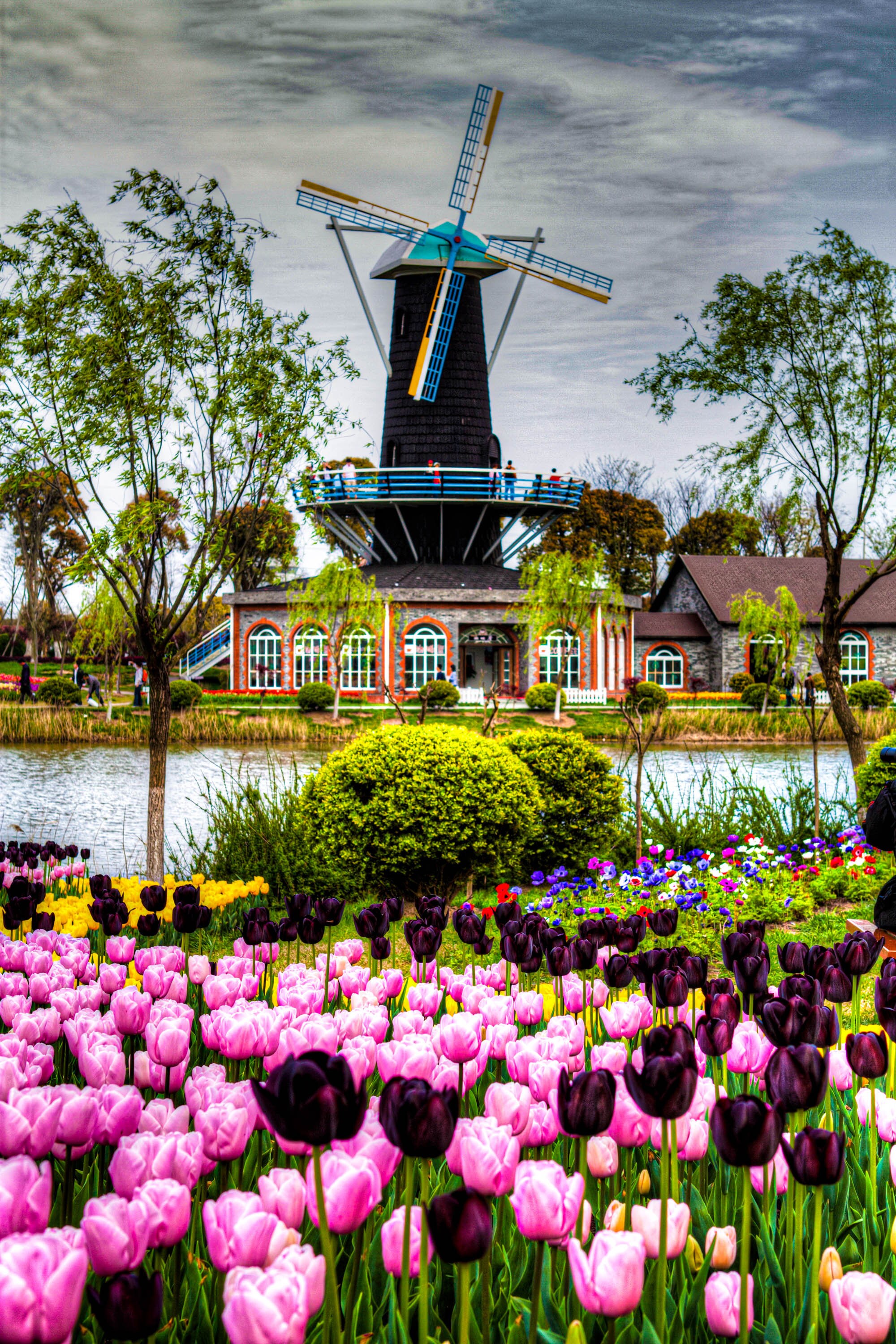 Photograph , Print, Dutch Tulip Field With Windmill #77-3 - Etsy