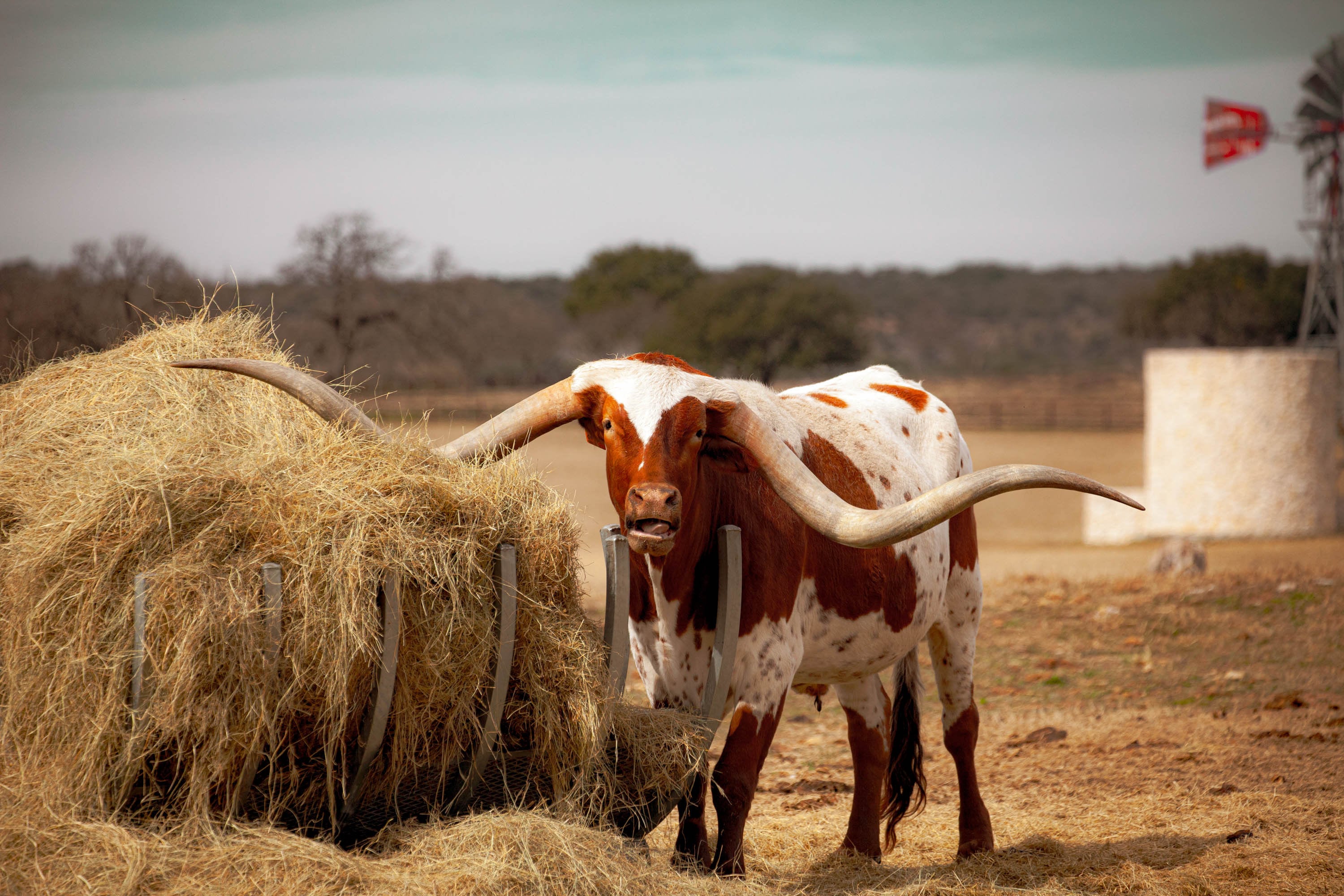 Photograph , Print, Texas Ranch Longhorns Grazing #320 - Etsy