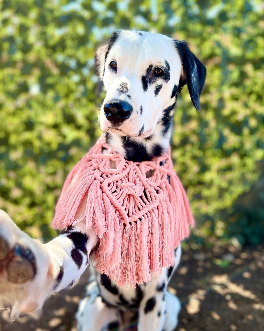 Macrame Bandana Dog Bandana Boho - Etsy