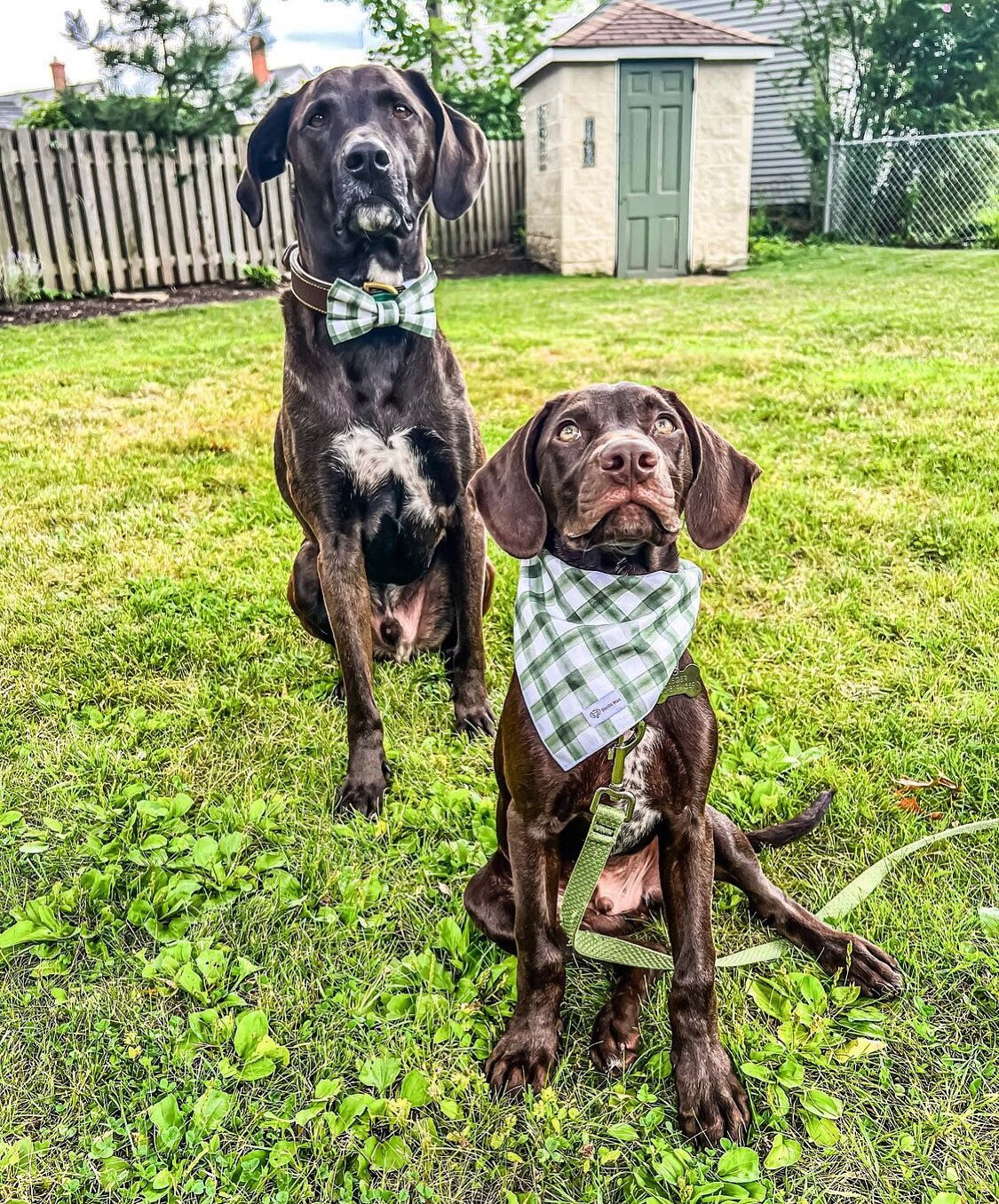 Hunter Green Watercolor Checkered Dog Bandana - Etsy