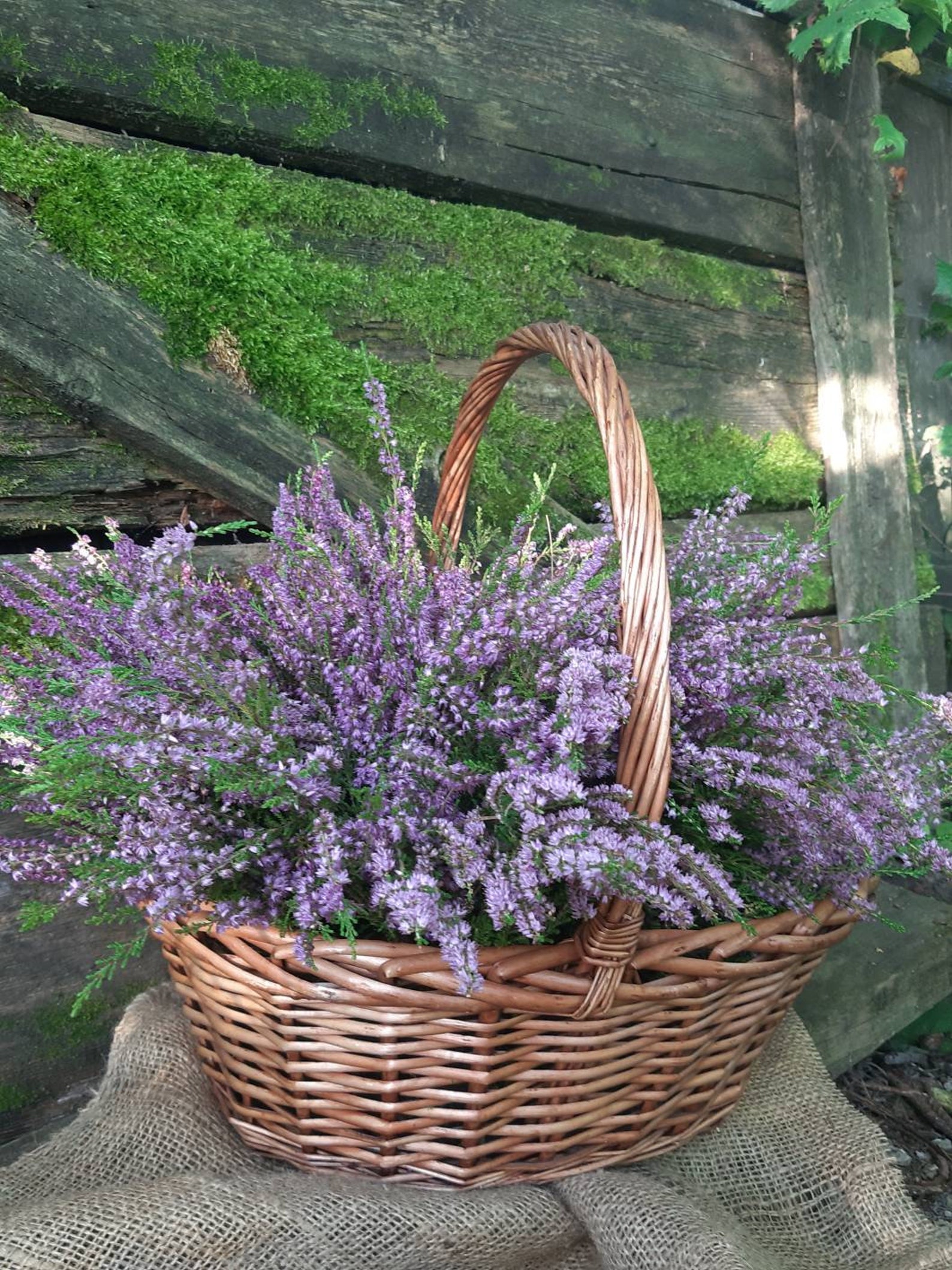 Dried Heather Flowers Bouquet Wedding Bouquet Forest Flowers Lilac Rose ...