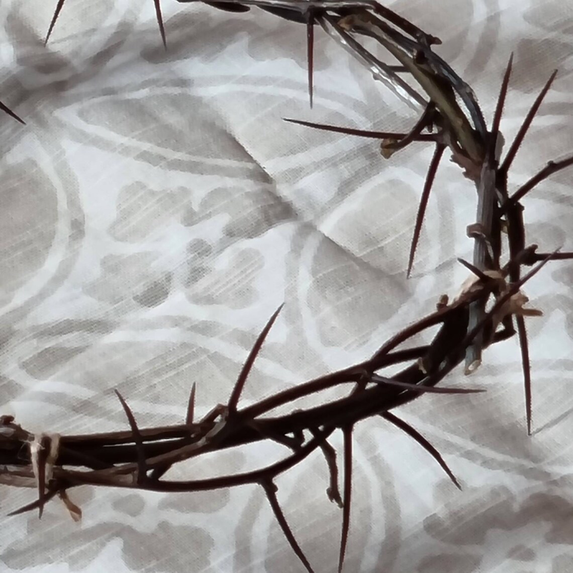 Crown of Thorns Natural Sharp Wreath Thorned Crown Crataegus Hawthorn ...