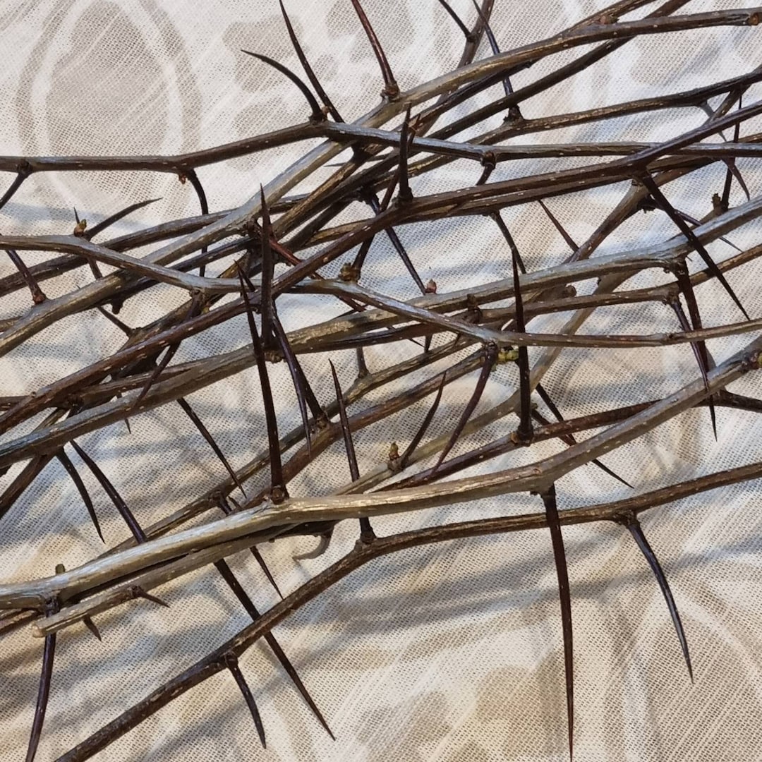 Set of 12 Hawthorn Branches Sharp Branches for Craft Natural Supplies ...