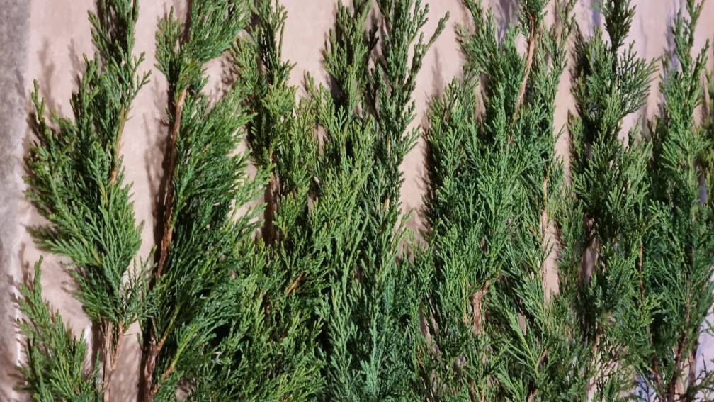 20 Green Juniper Branches Fresh Cut Green Branch Craft Incense - Etsy