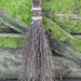Birch Broom Witches Broom Natural Birch Branches Birch Twigs Broom ...