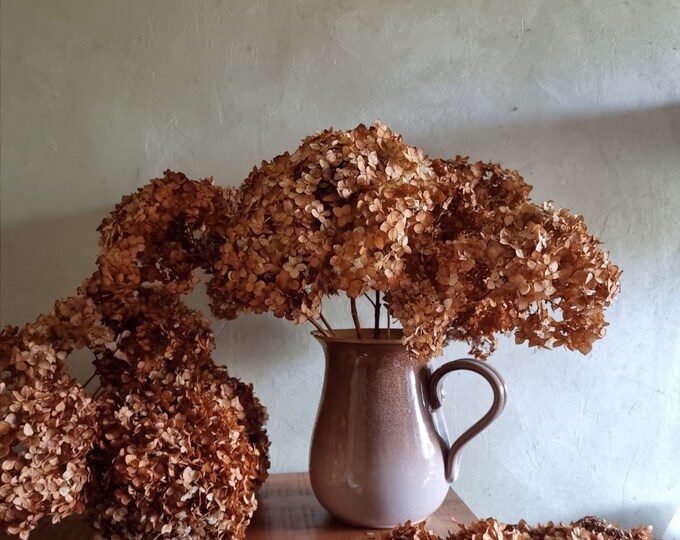 Dried Hydrangeas 7 Stems Natural Brown Bundle Hydrangeas Cottage ...