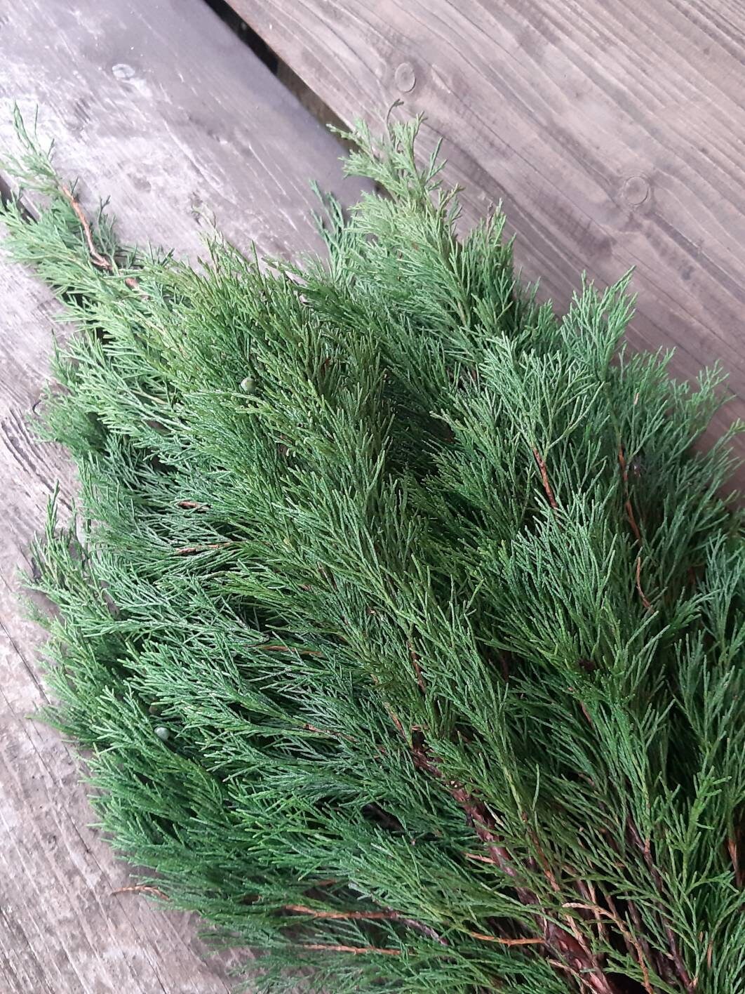 20 Green Juniper Branches Fresh Cut Green Branch Craft Incense - Etsy