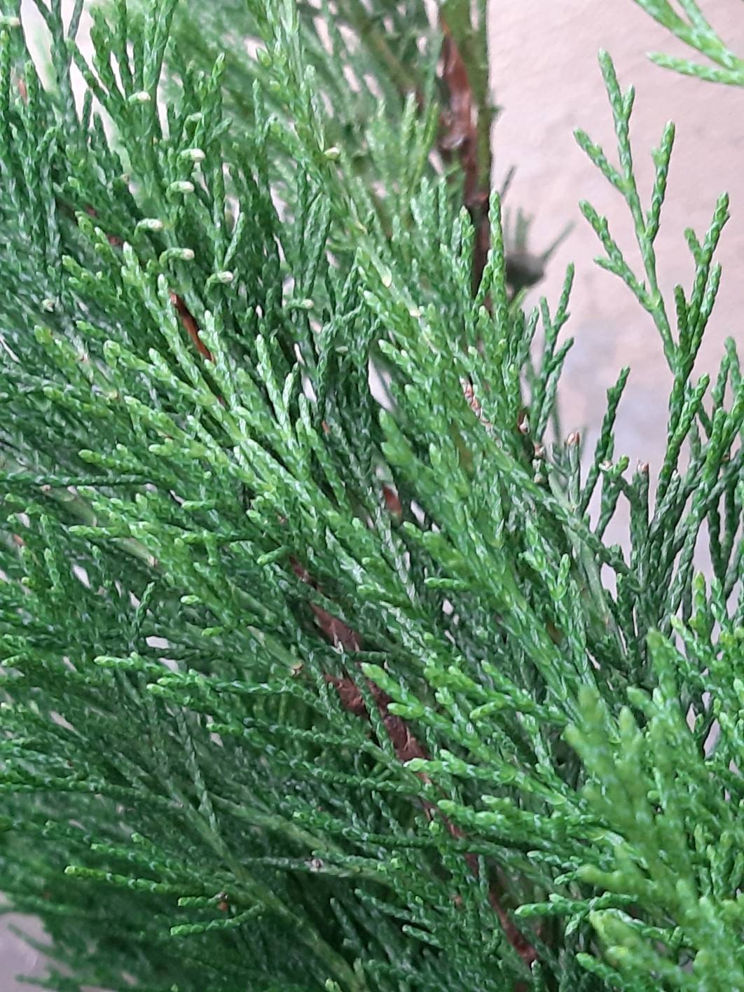 20 Green Juniper Branches Fresh Cut Green Branch Craft Incense - Etsy