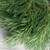 25 Fresh Cut Pine Branches Natural Pine Needles Green Garland Pine ...