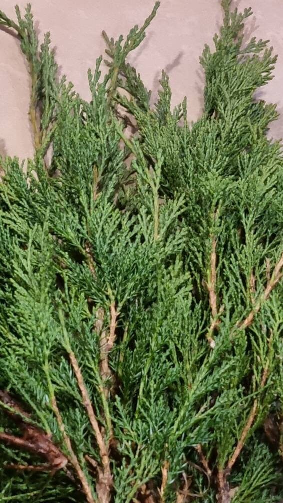 20 Green Juniper Branches Fresh Cut Green Branch Craft Incense - Etsy