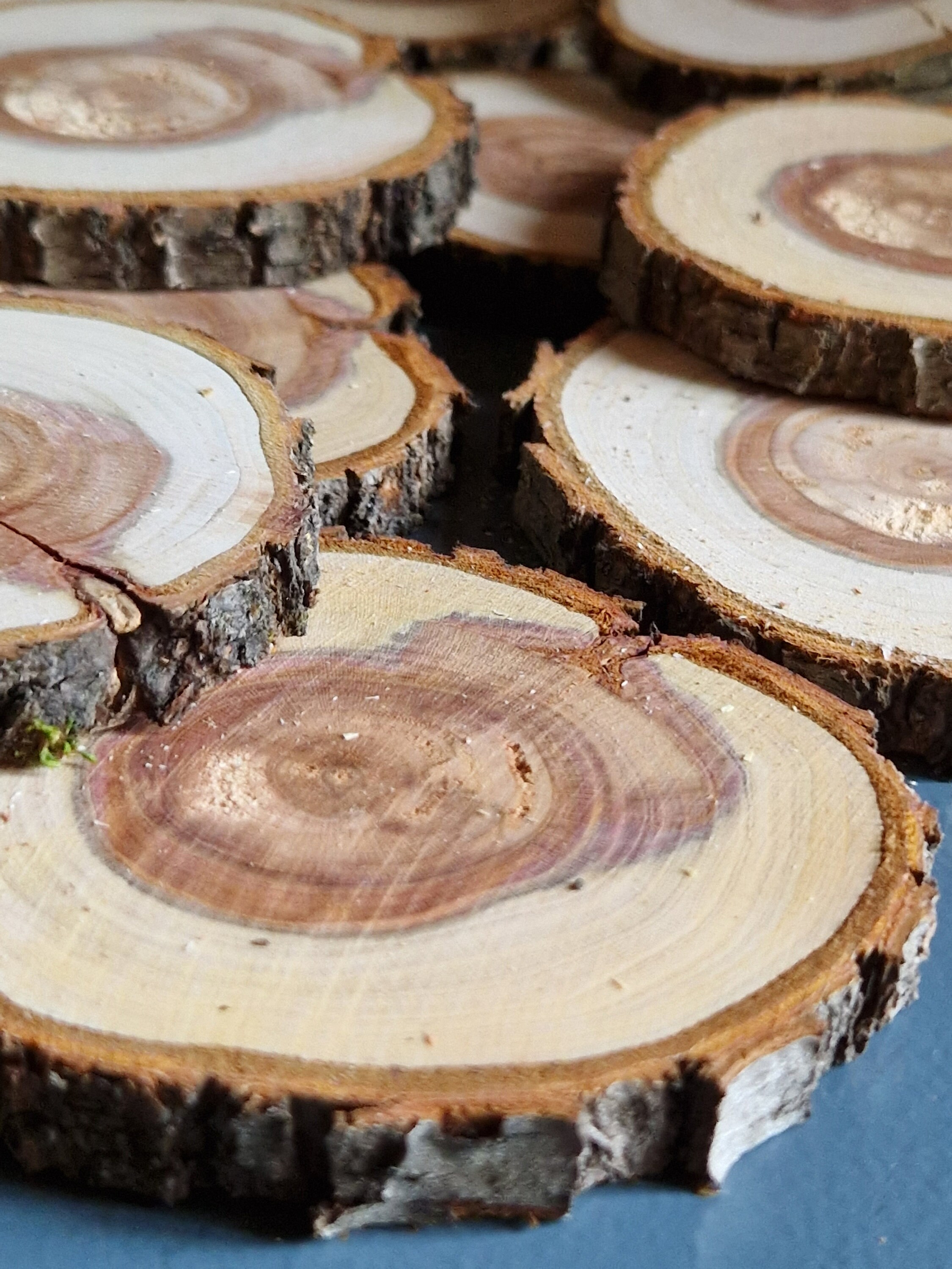Set of 10 Wooden Slices Plum Tree Slices Wooden Discs Raw Material for ...