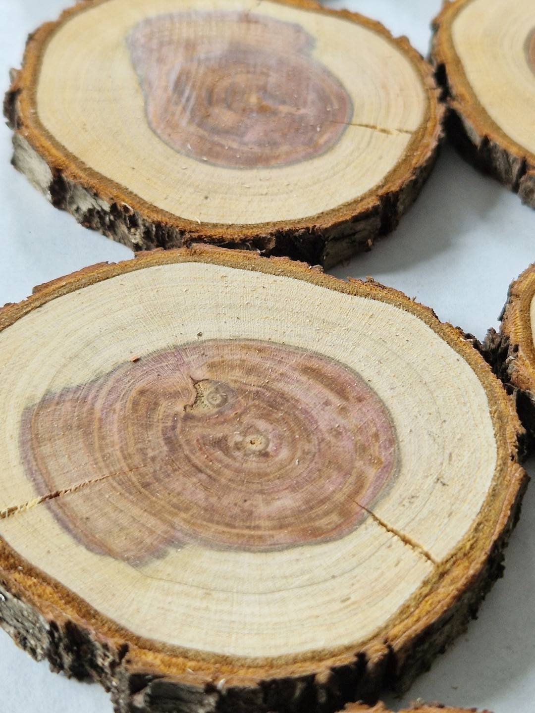 Set of 16 Wooden Slices Plum Tree Slices Round Tree Slice Plum Tree ...