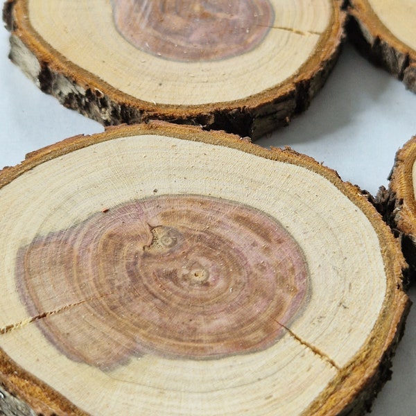 Tree Slices - Etsy