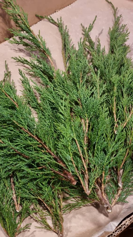20 Green Juniper Branches Fresh Cut Green Branch Craft Incense - Etsy