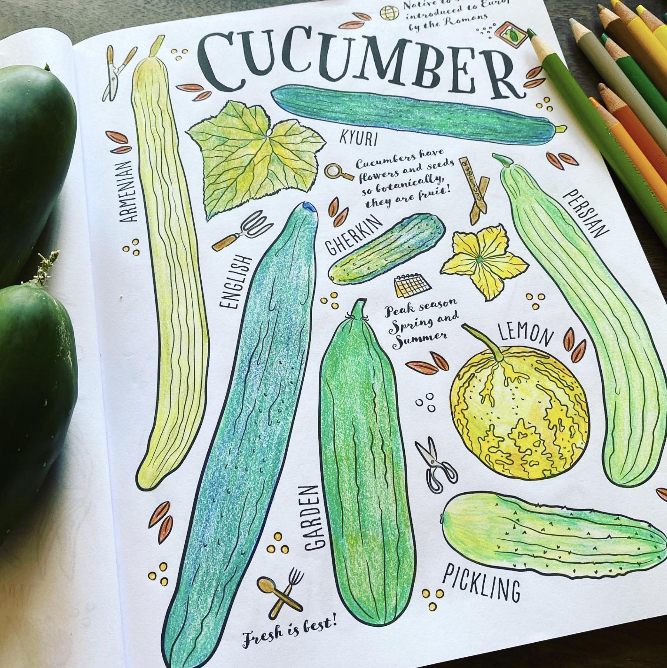 Cucumber Varieties Coloring Page, Garden Art (PDF Download) - Etsy