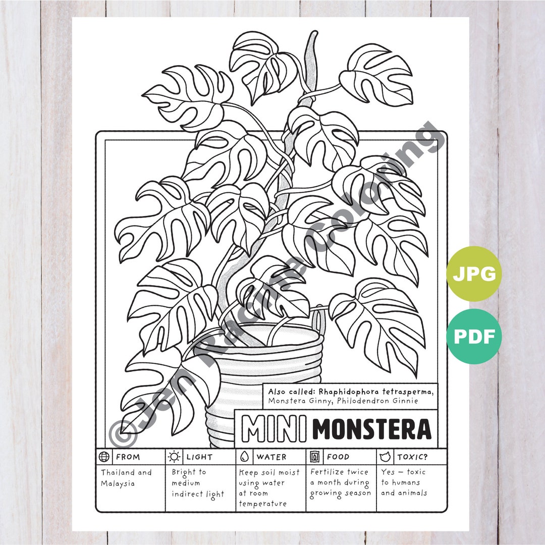 Mini Monstera Coloring Page, Plants, Indoor Plant, Houseplant Art ...
