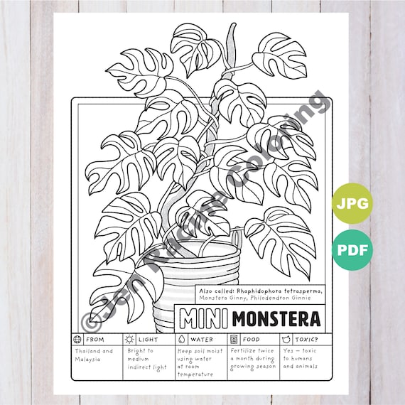 Mini Monstera Coloring Page Plants Indoor Plant Houseplant | Etsy