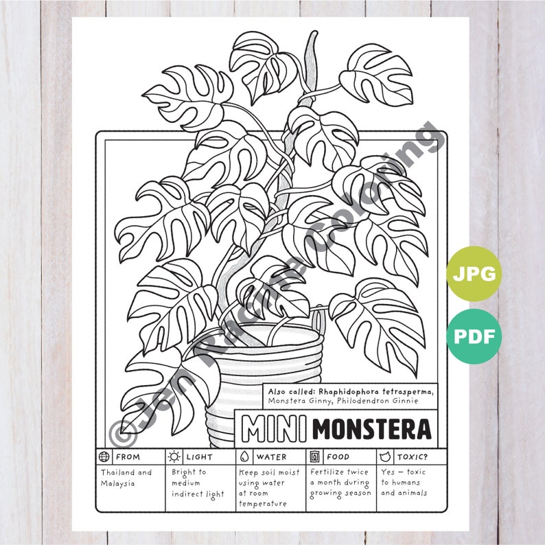Mini Monstera Coloring Page, Plants, Indoor Plant, Houseplant Art ...