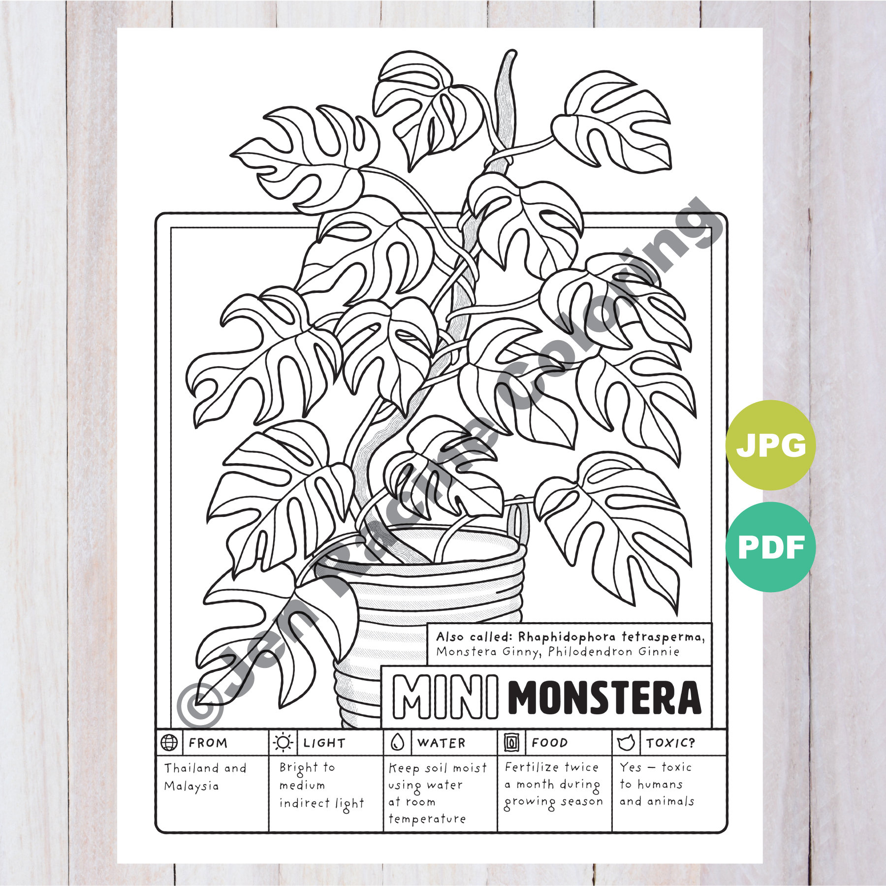 Mini Monstera Coloring Page, Plants, Indoor Plant, Houseplant Art ...