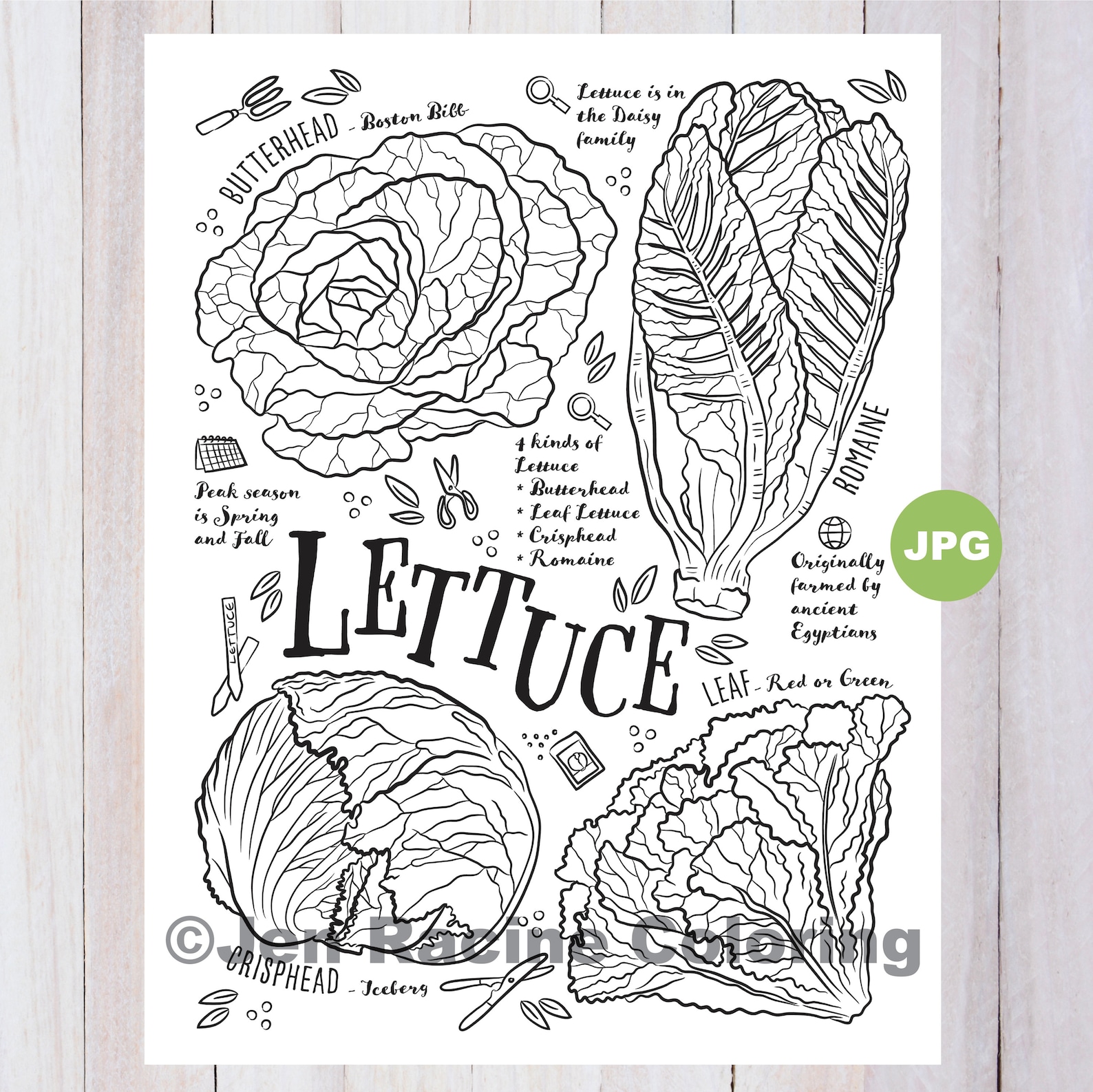 Lettuce Coloring Page Vegetable Coloring Page Garden - Etsy