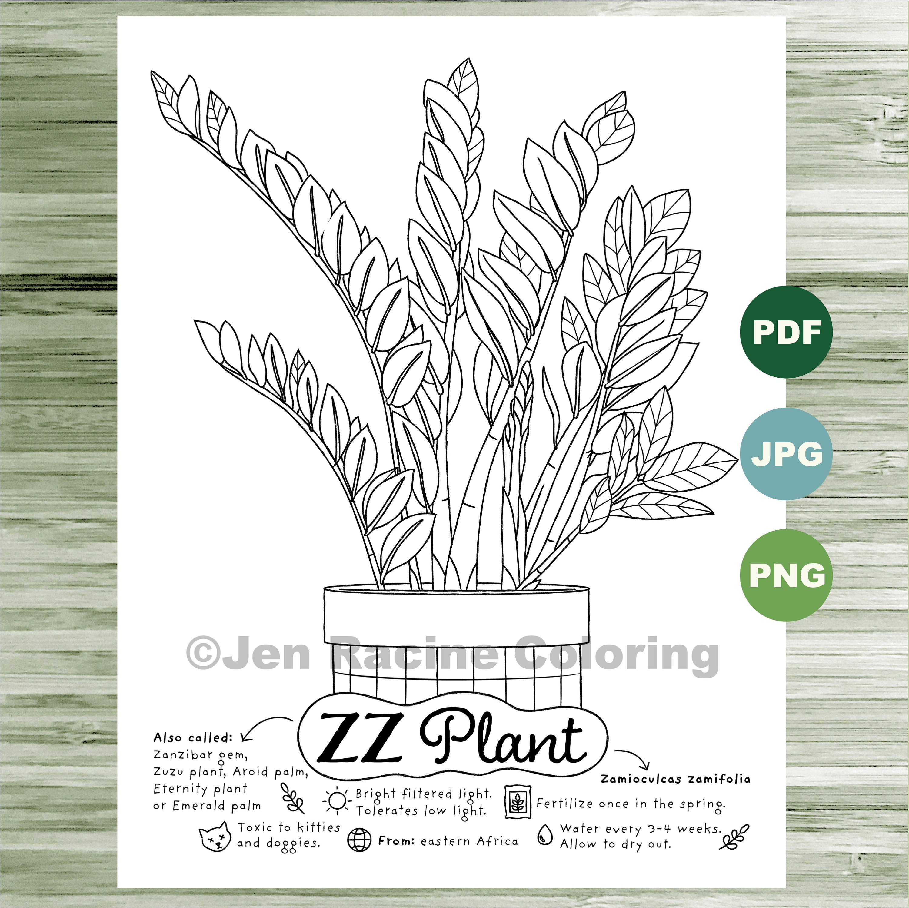 ZZ Plant Coloring Page, Plants, Indoor Plant, Houseplant Art, Adult ...