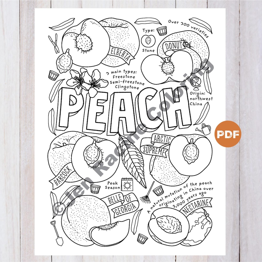 Peach Coloring Page, Fruit Coloring Page, PDF Digital Download Coloring ...