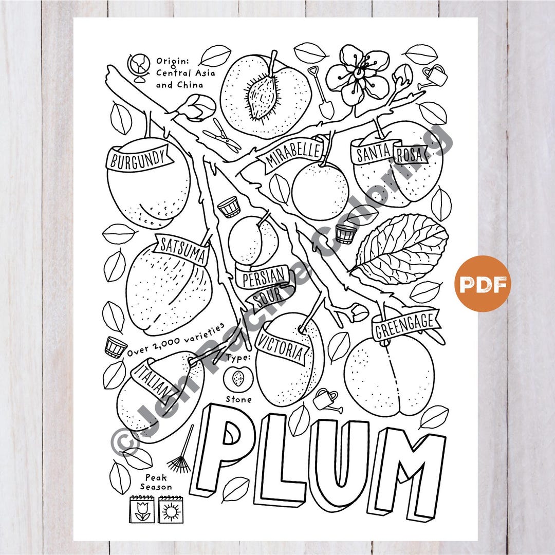Plum Varieties Coloring Page, Educational Fruit Art (PDF Digital ...