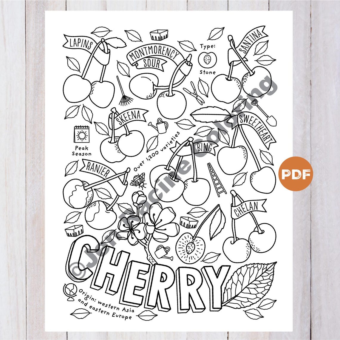 Cherry Varieties Coloring Page, Fruit Learning Art (PDF Digital ...