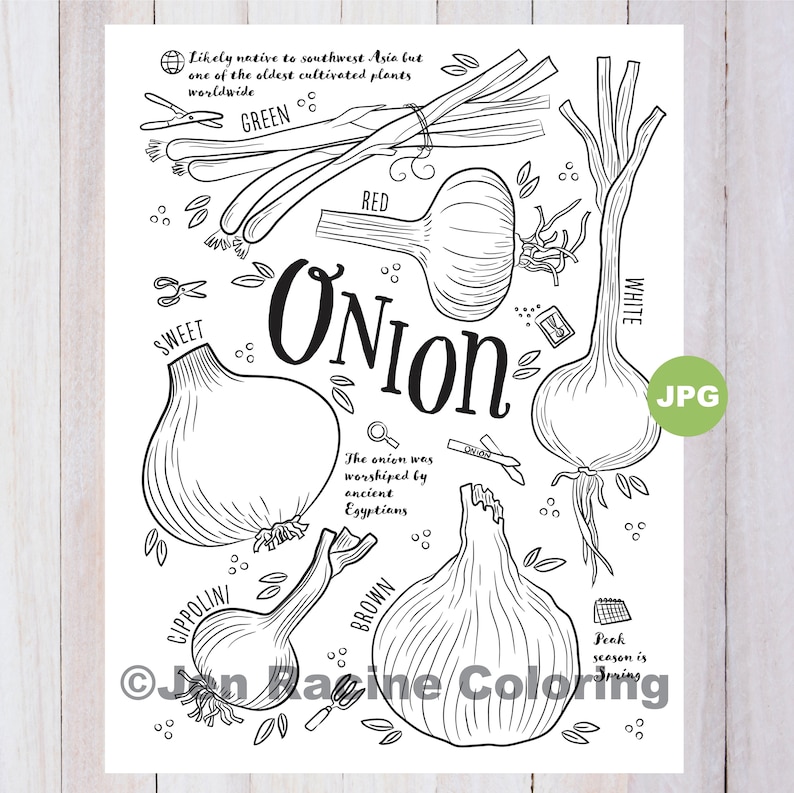 Onion Coloring Page Vegetable Coloring Page Garden | Etsy