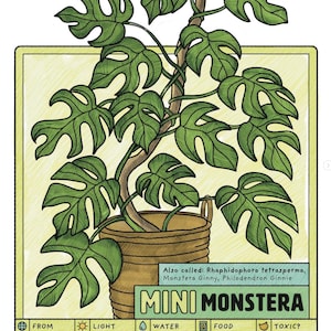Mini Monstera Coloring Page, Plants, Indoor Plant, Houseplant Art ...