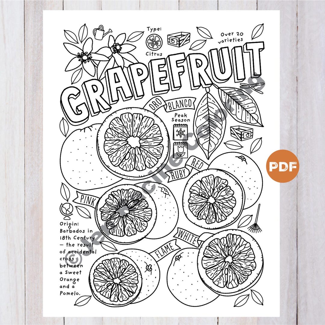 Grapefruit Coloring Page, Fruit Coloring Page, PDF Digital Download ...