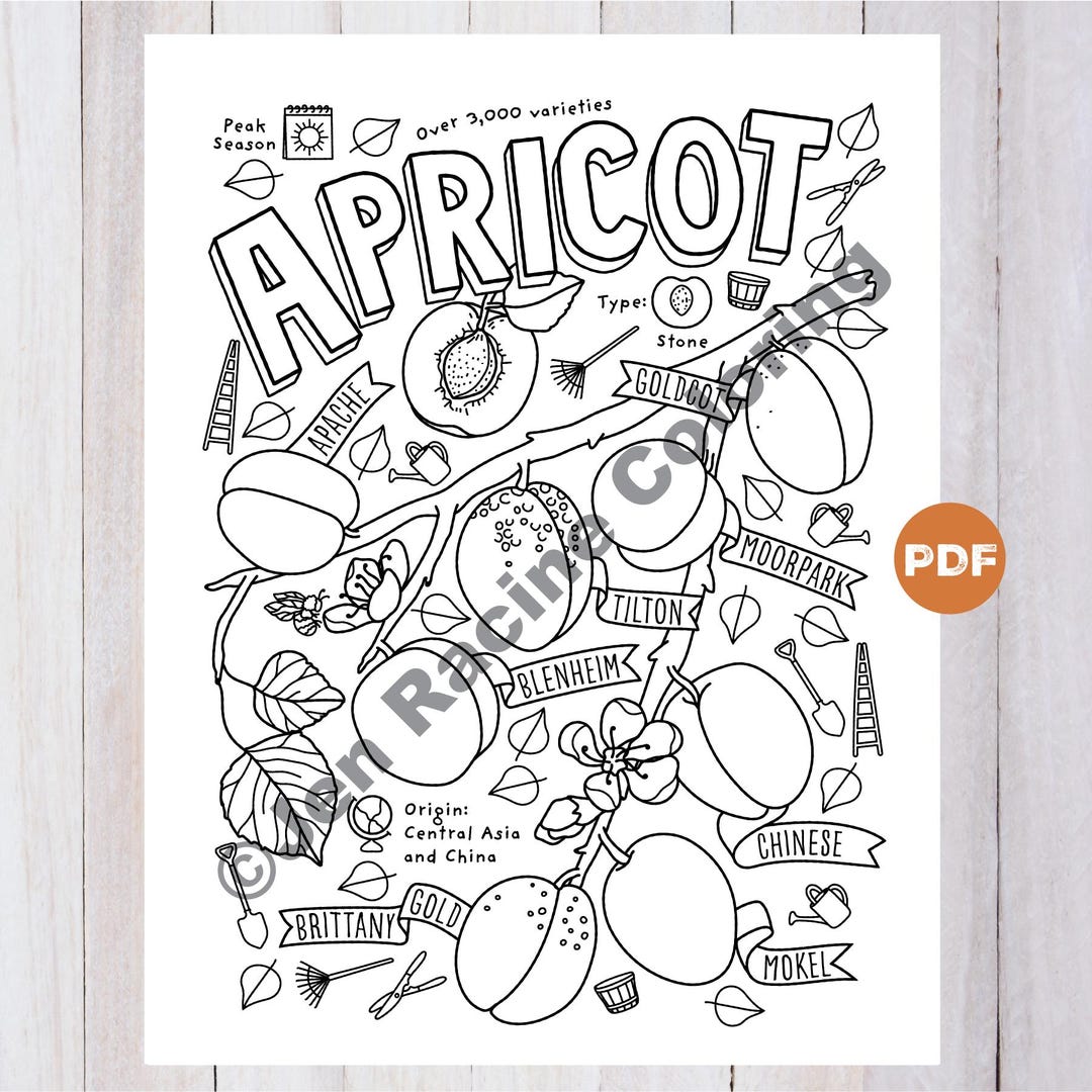 Apricot Coloring Page, Fruit Coloring Page, PDF Digital Download ...
