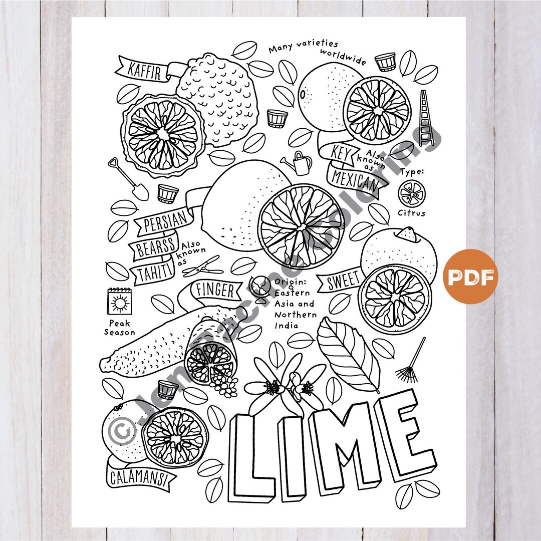 Lime Coloring Page, Fruit Coloring Page, PDF Digital Download Coloring ...