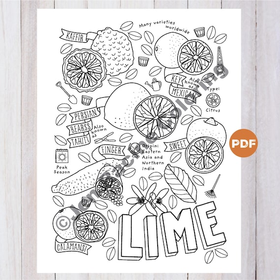 Lime Coloring Page Lemons Look Coloring Page For Kids Free Lemon