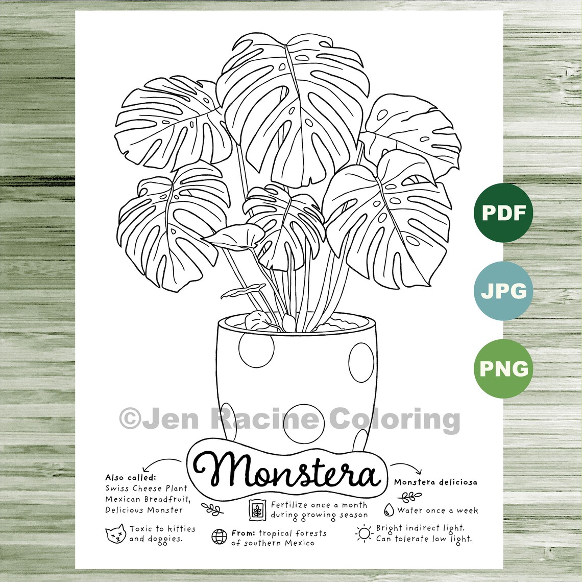 Monstera Coloring Page Plants Indoor Plant Houseplant Art - Etsy Australia