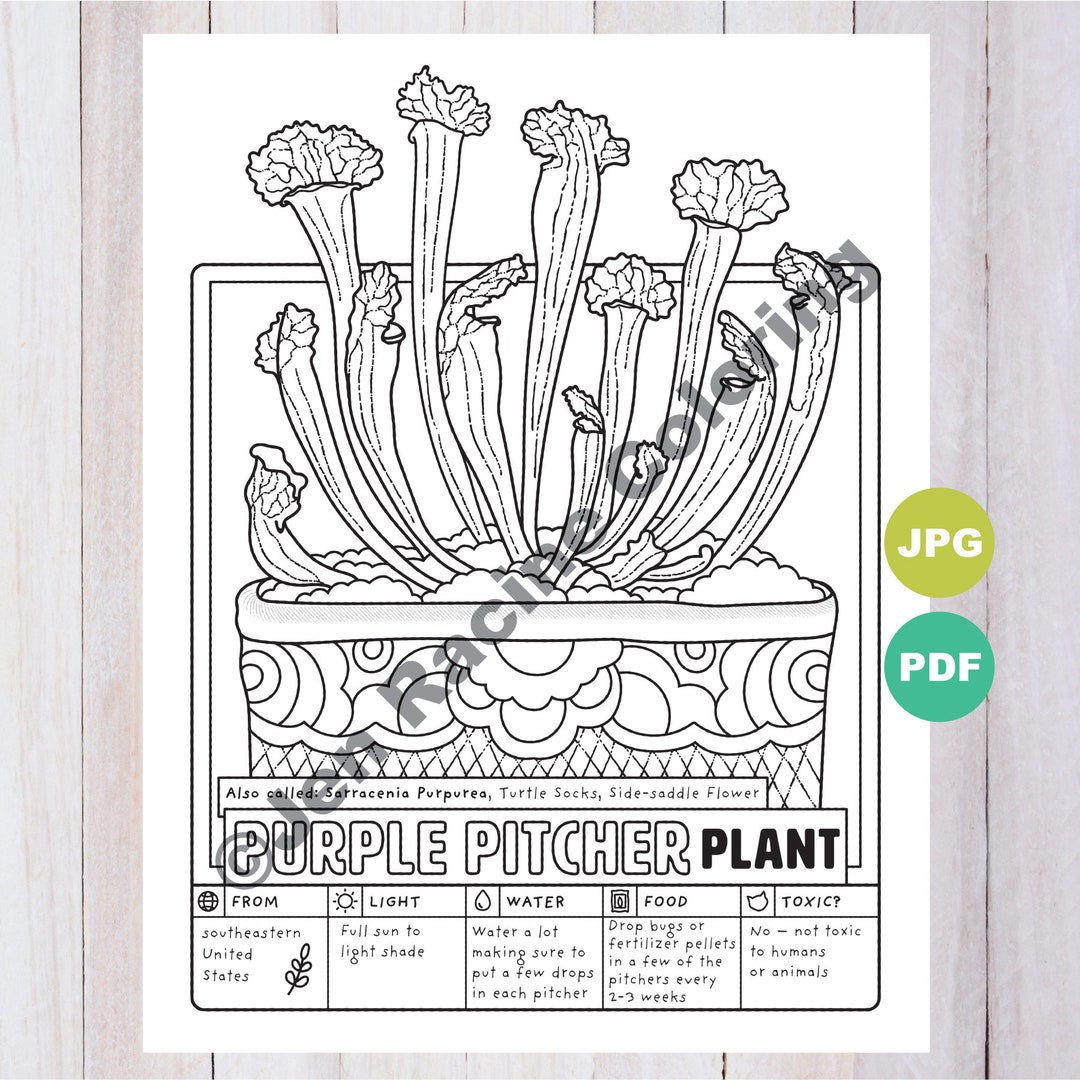 Purple Pitcher Plant Coloring Page, Plants, Indoor Plant, Houseplant ...