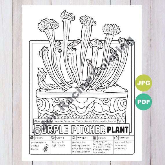 Coloring Pages Pitcher Of Water