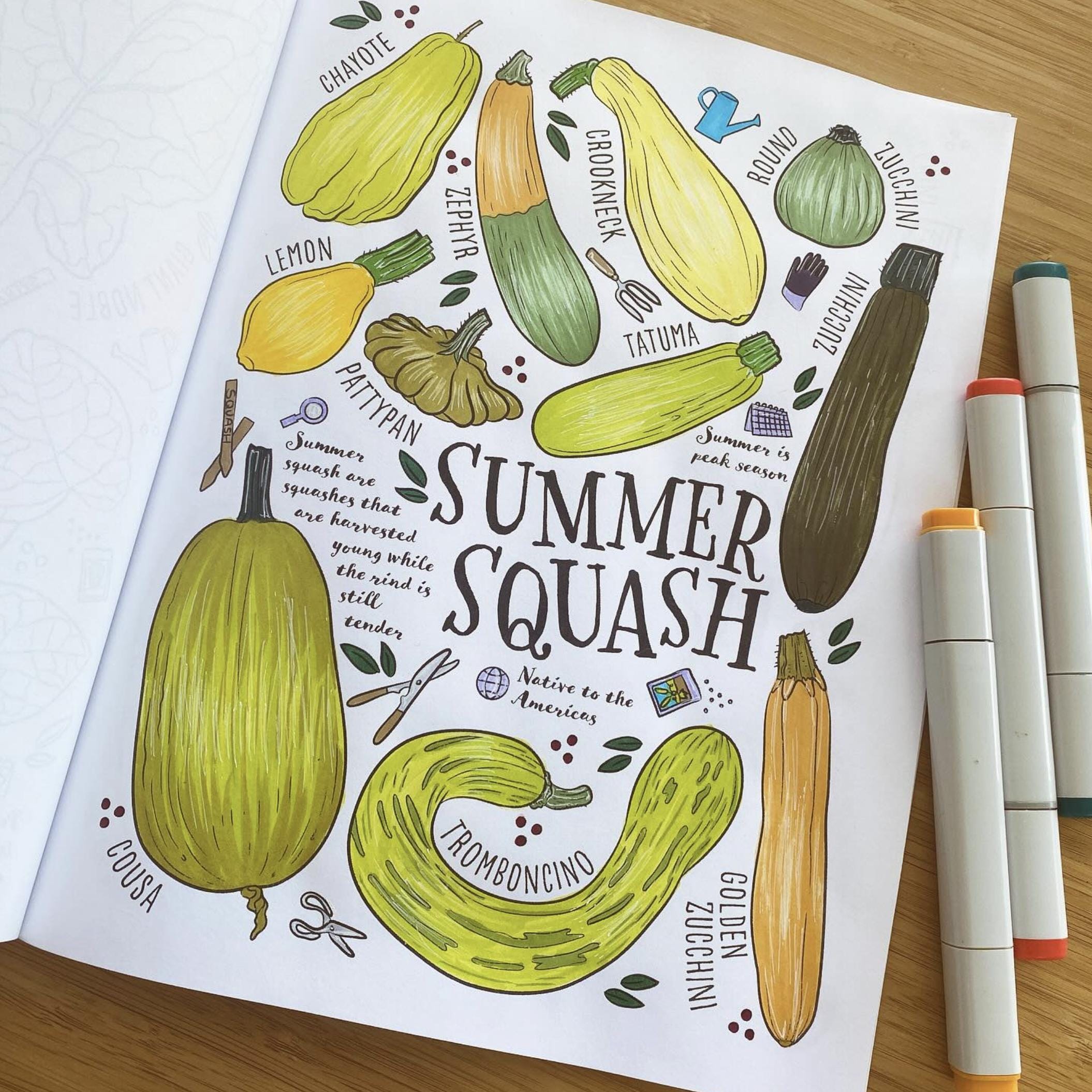 Squash Coloring Page, Summer Squash, Vegetable Coloring Page, Garden ...