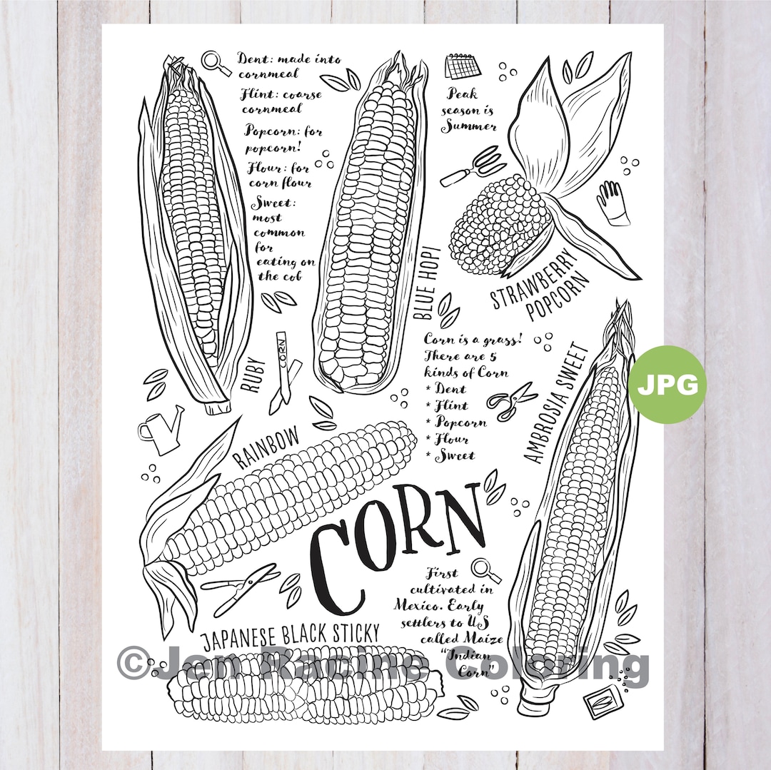 Corn Coloring Page, Vegetable Coloring Page, Garden, Gardening ...
