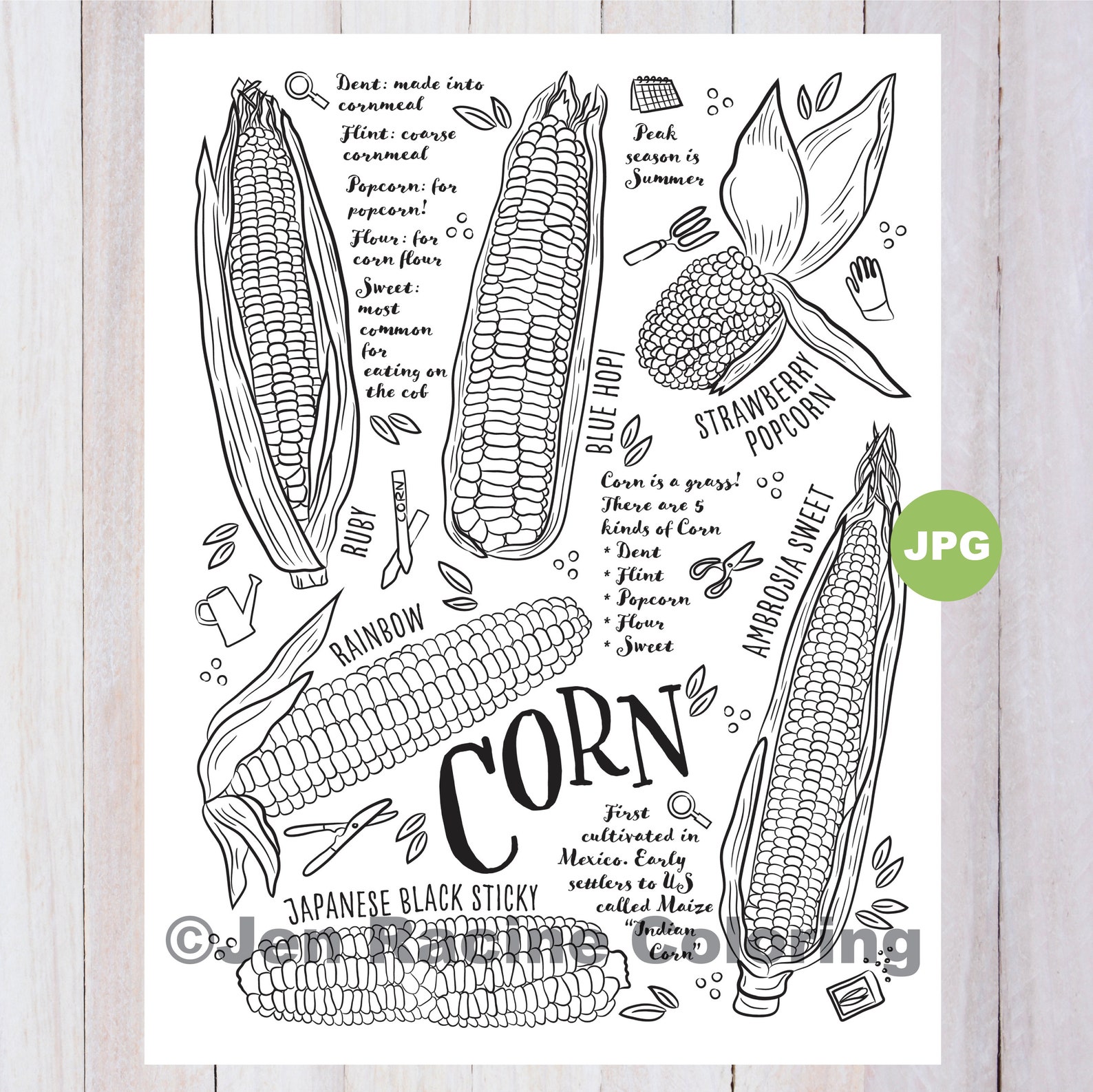 Corn Coloring Page, Vegetable Coloring Page, Garden, Gardening ...