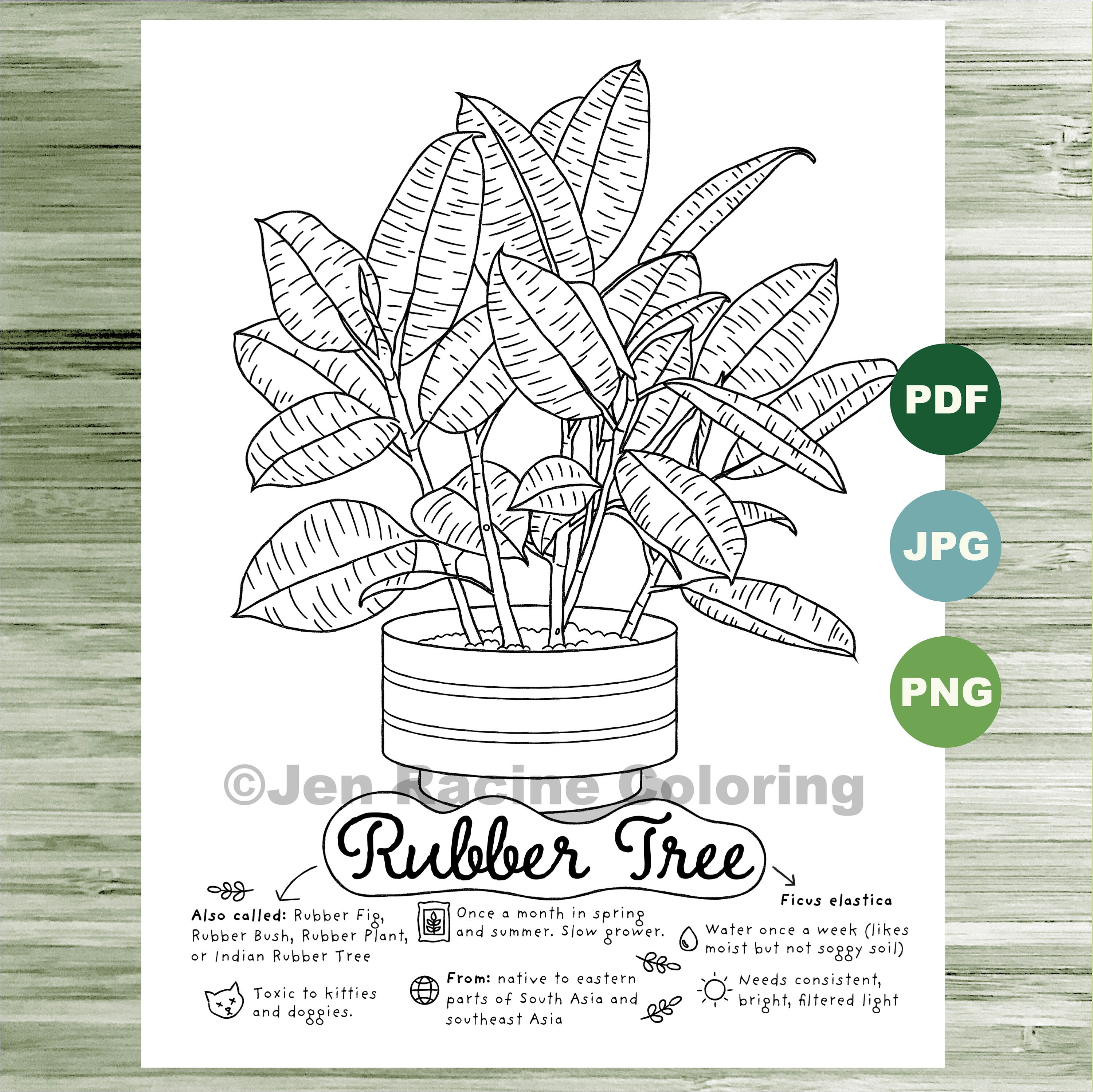 Rubber Tree Coloring Page Plants Indoor Plant Houseplant | Etsy