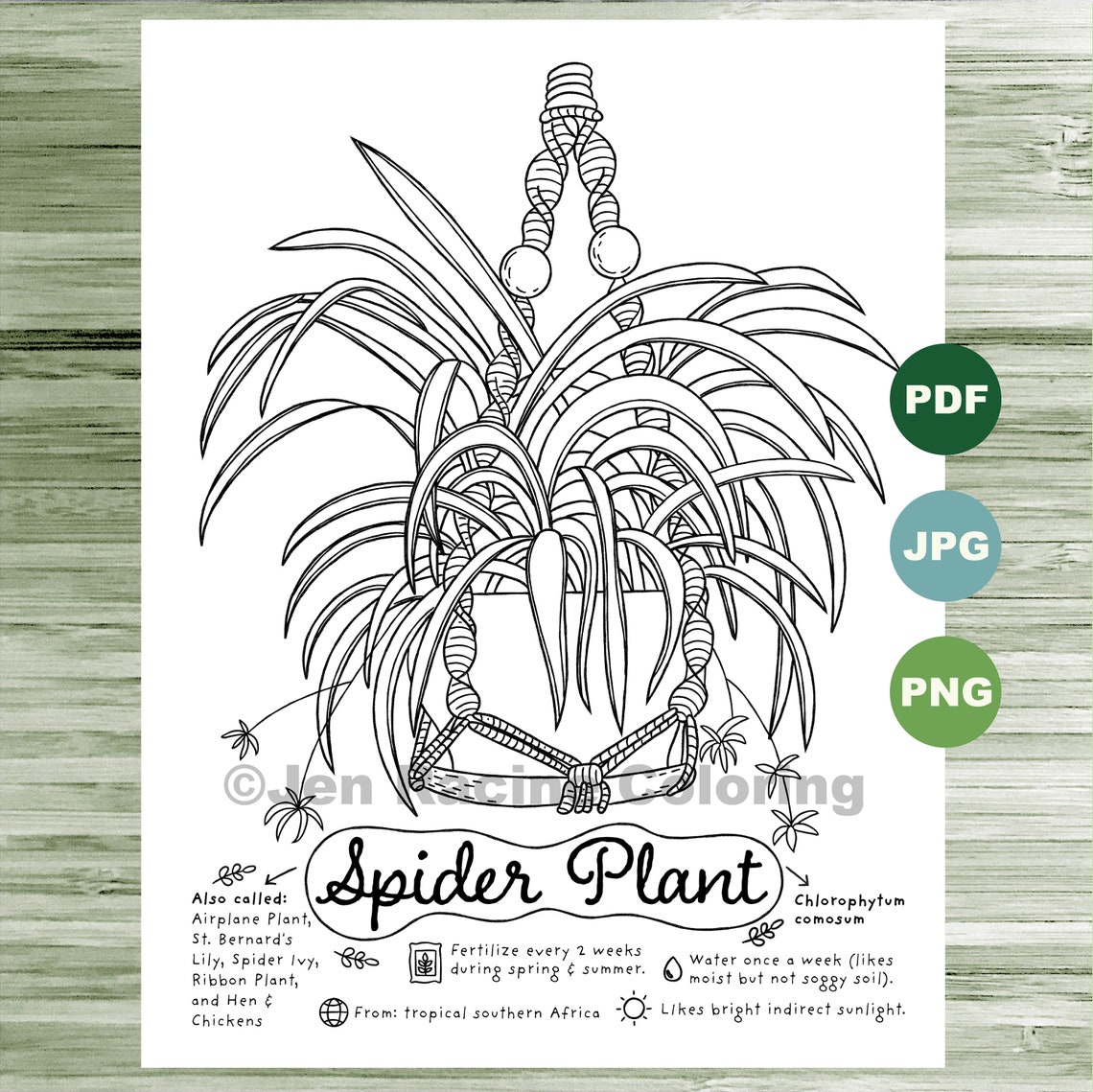 Spider Plant Coloring Page Plants Indoor Plant Houseplant | Etsy