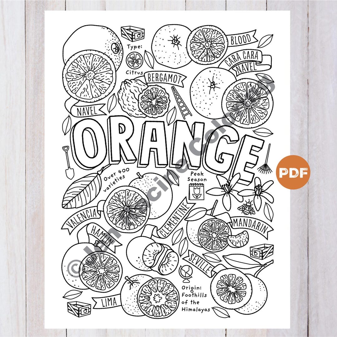 Orange Coloring Page, Fruit Coloring Page, PDF Digital Download ...