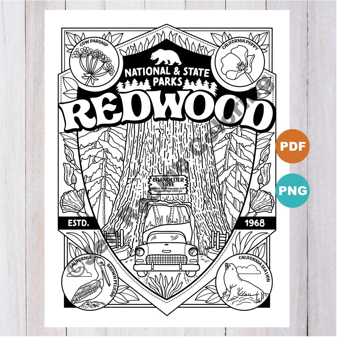 Redwood National Park Coloring Page, California Travel Art (digital Download) - Etsy