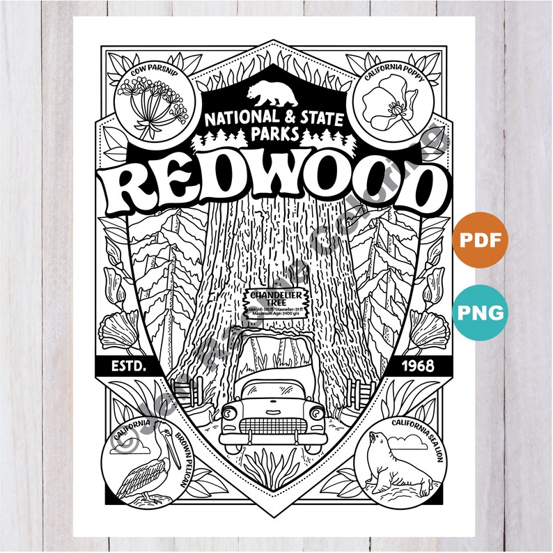 Redwood National Park Coloring Page, California Travel Art (digital ...